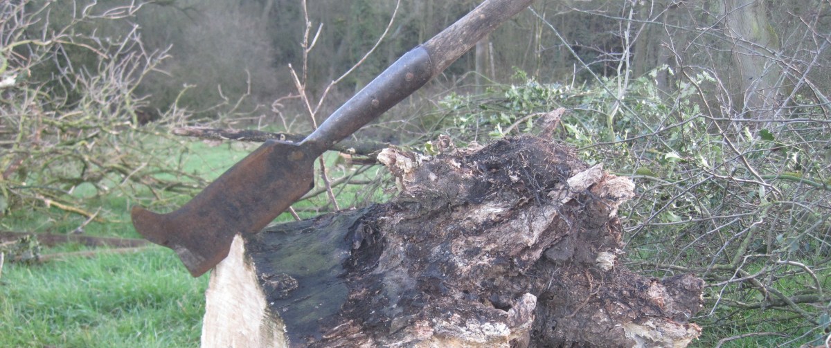 How to Pleach | The Year of Living Englishly